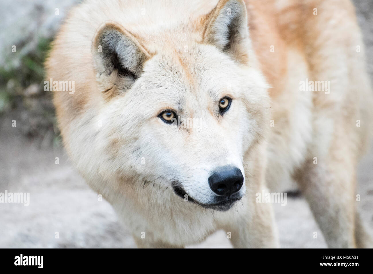 Northwestern wolf hi-res stock photography and images - Alamy