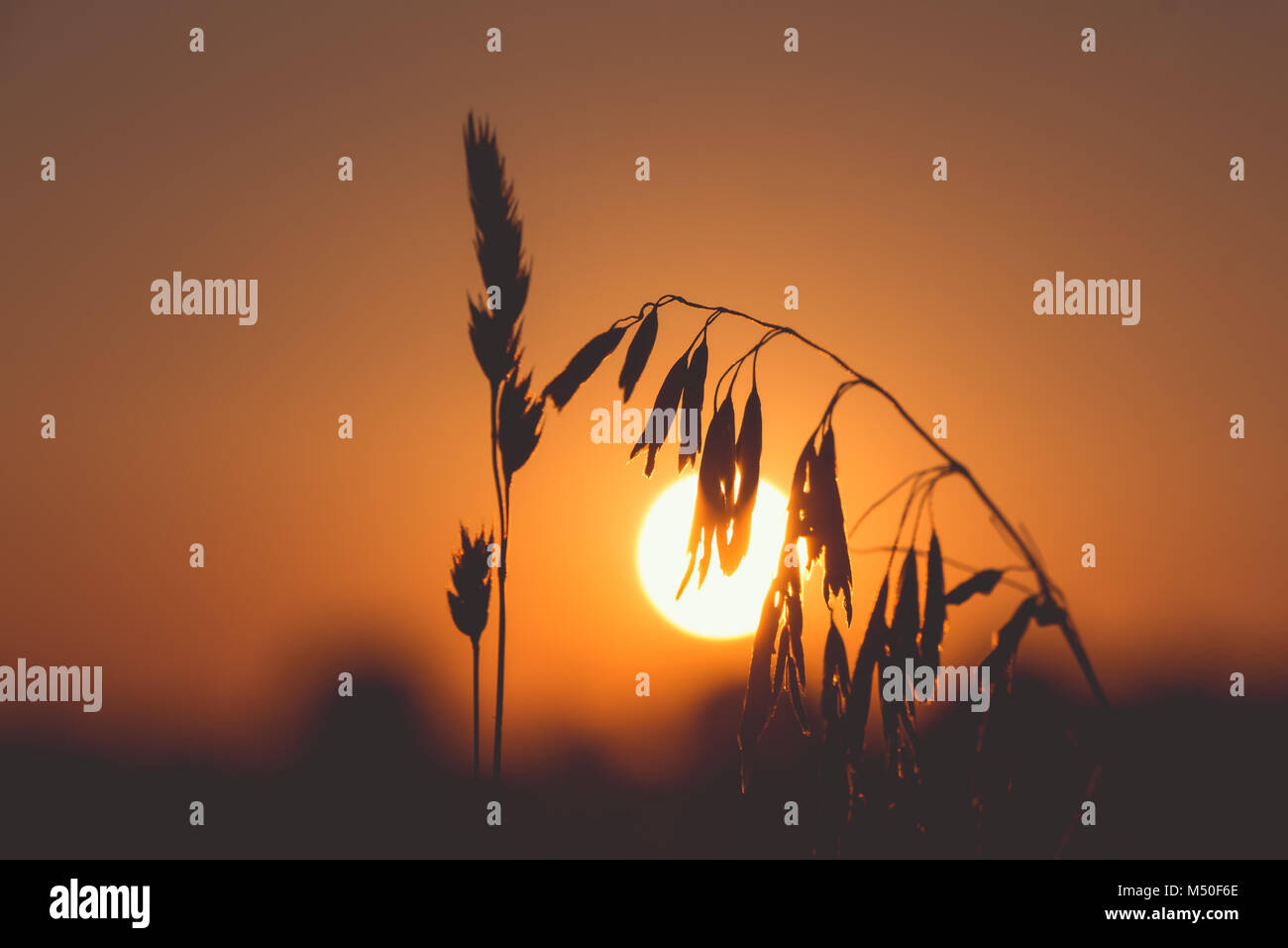 Sun in backlit Stock Photo - Alamy