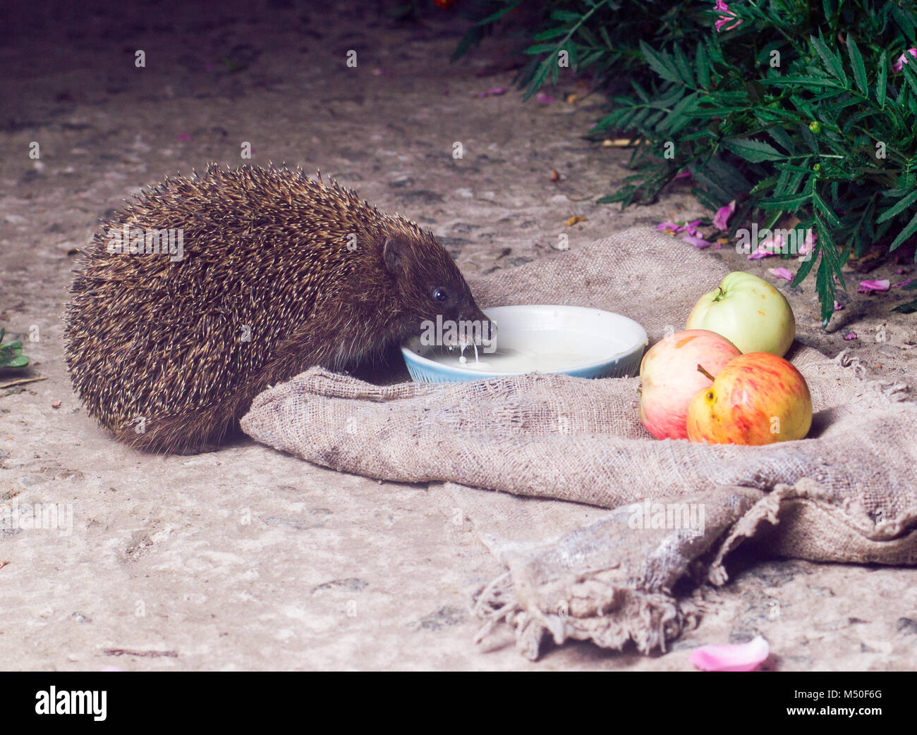animals, barbed, beasts, cute animals, drinking milk,hedgehog, mammal ...