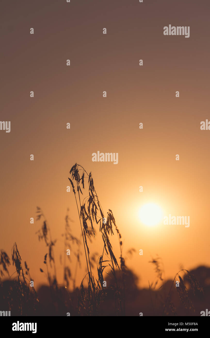 Sun in backlit Stock Photo - Alamy