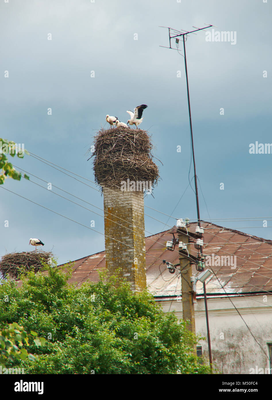Stork with baby hi-res stock photography and images - Alamy