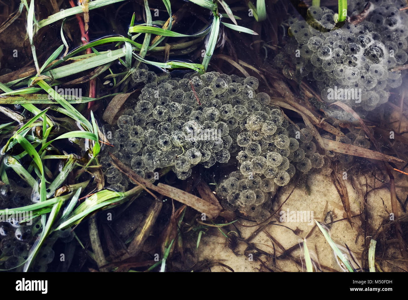A lot of frogspawn of Common Frog (Rana temporaria) sitting on top of a pond in spring Stock ...