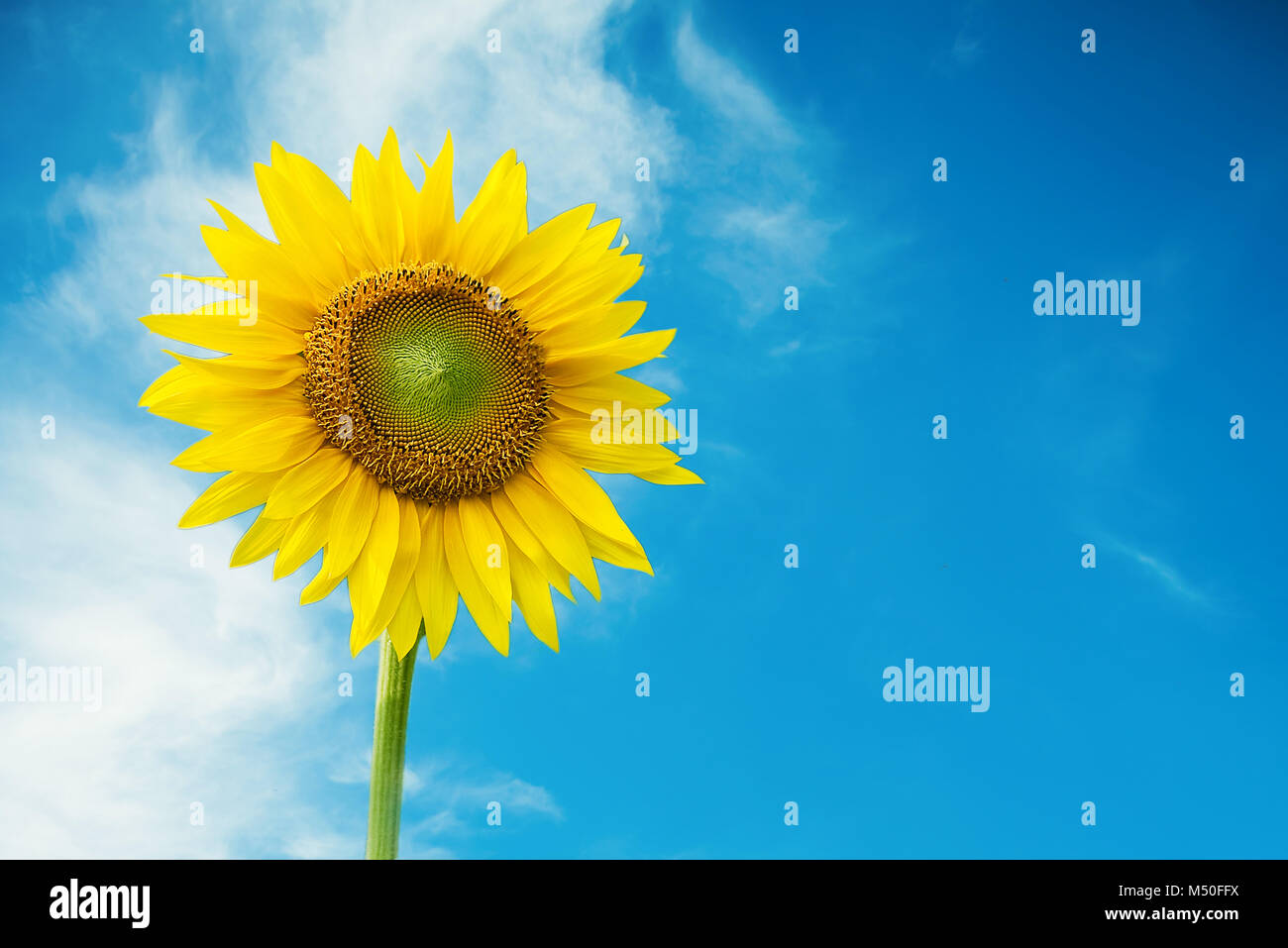 Sunflower in sky background Stock Photo - Alamy