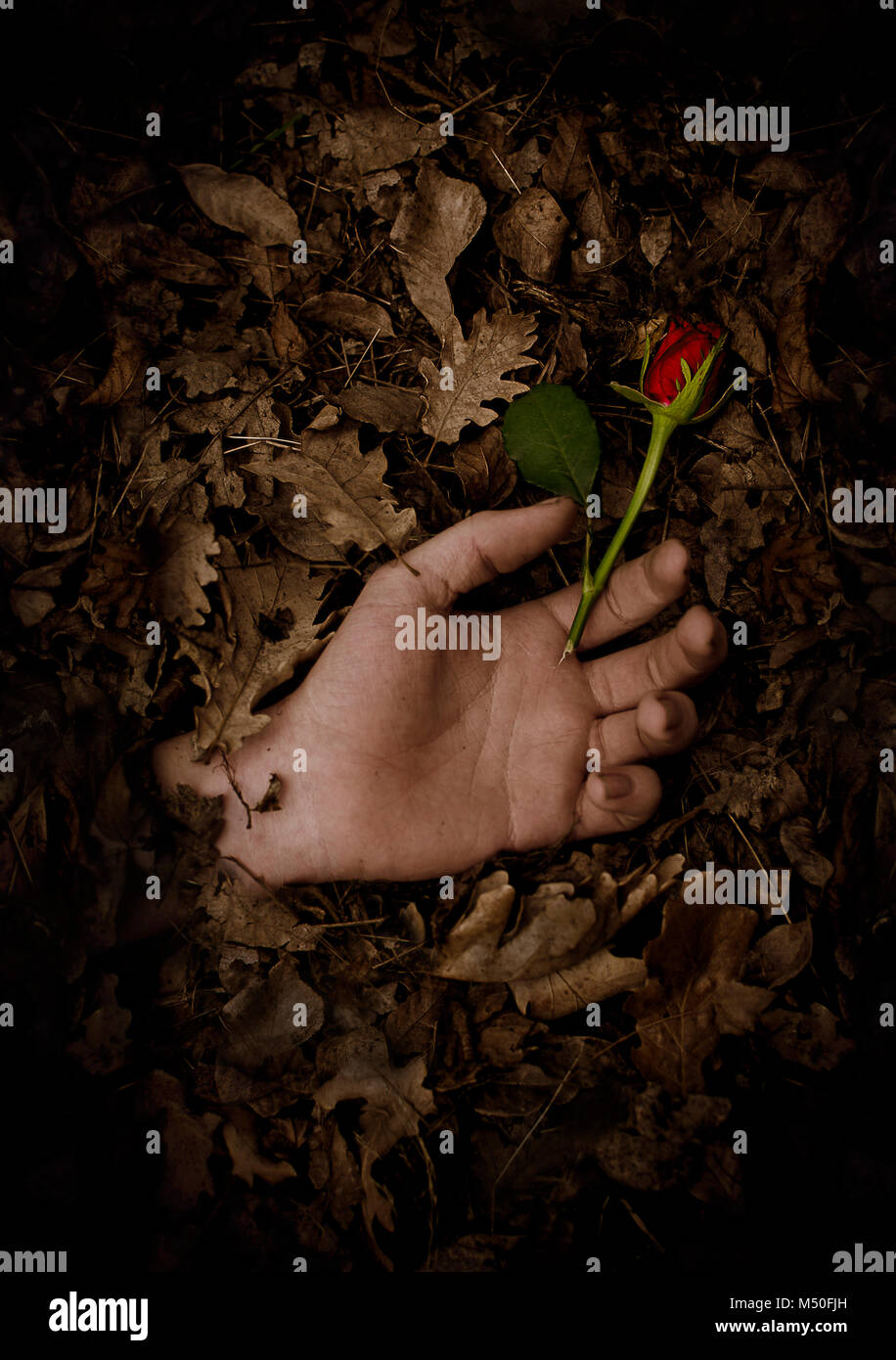 hand buried in leaves holding a rosebud Stock Photo - Alamy