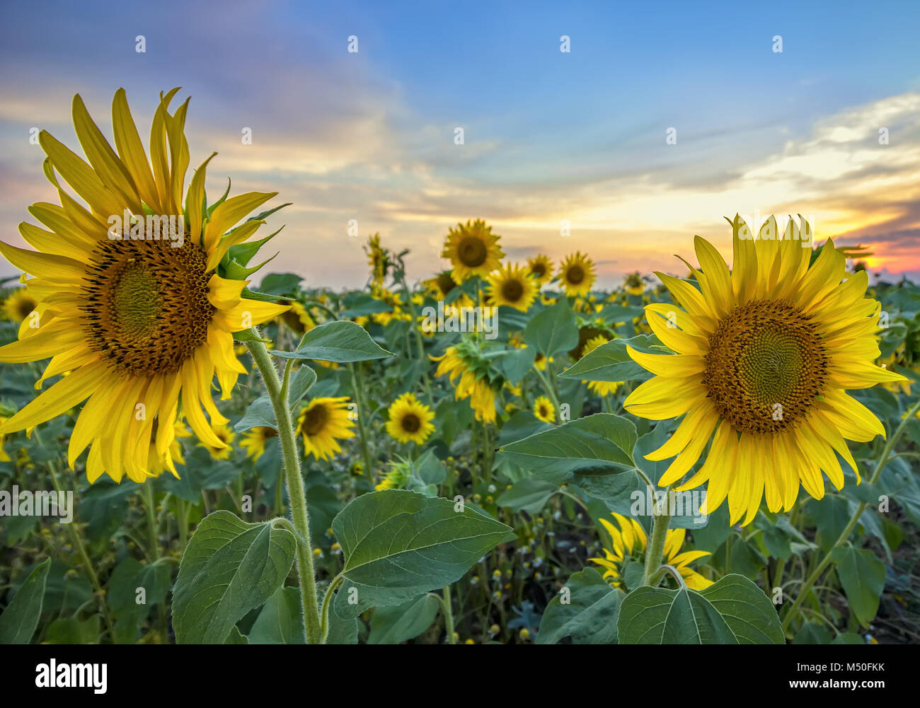 Healthy fresh sunflowers hi-res stock photography and images - Alamy