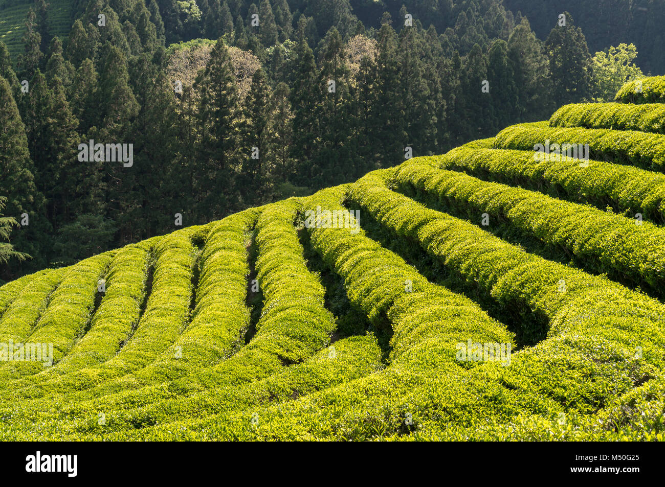 Boseong green tea field Stock Photo - Alamy