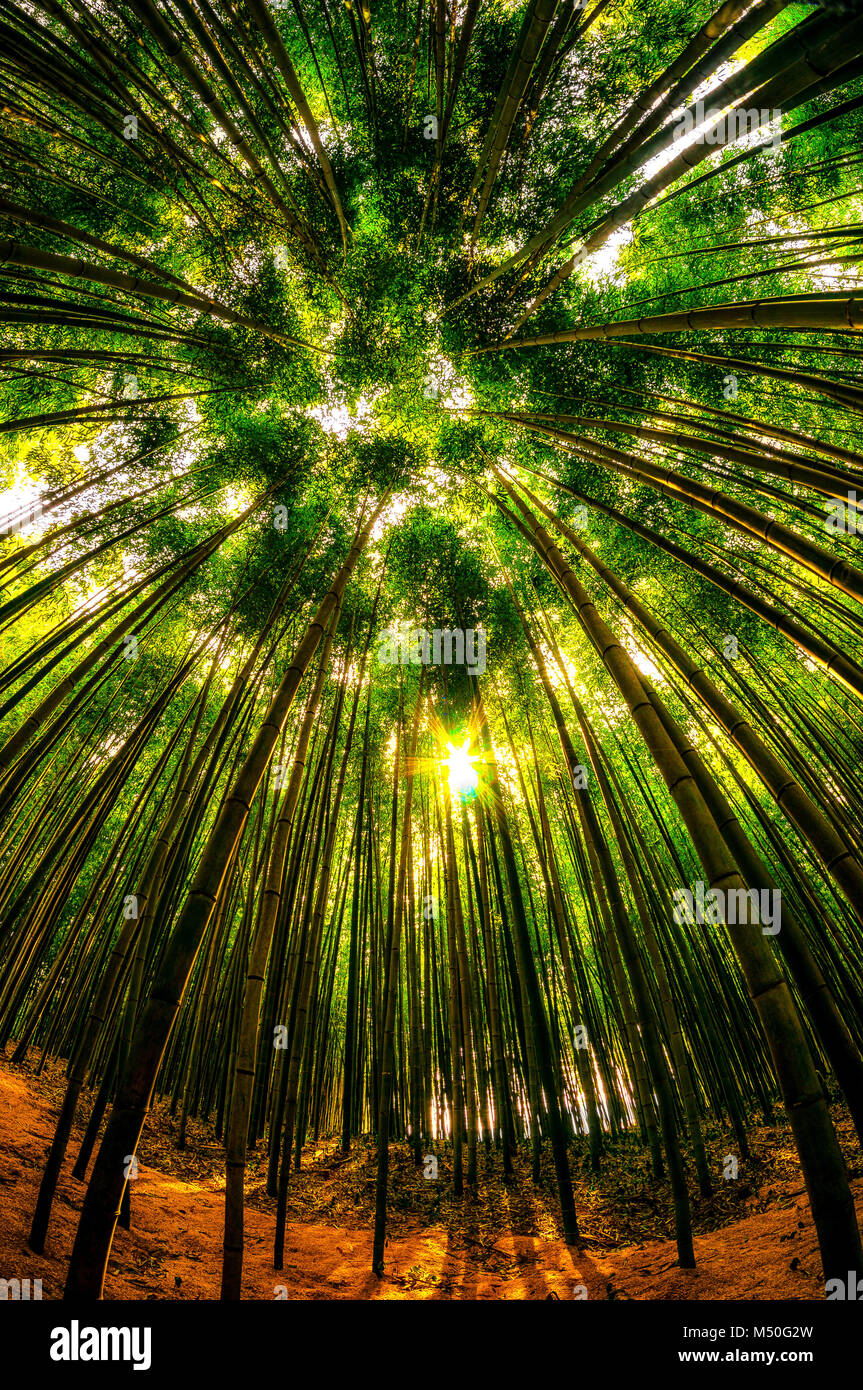 damyang bamboo forest Stock Photo - Alamy