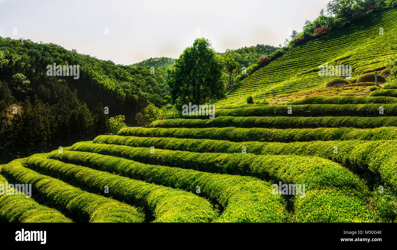 Boseong hi-res stock photography and images - Alamy