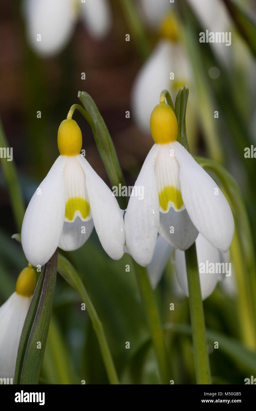 Yellow ovary and petal markings of the unusual snowdrop, Galanthus ...
