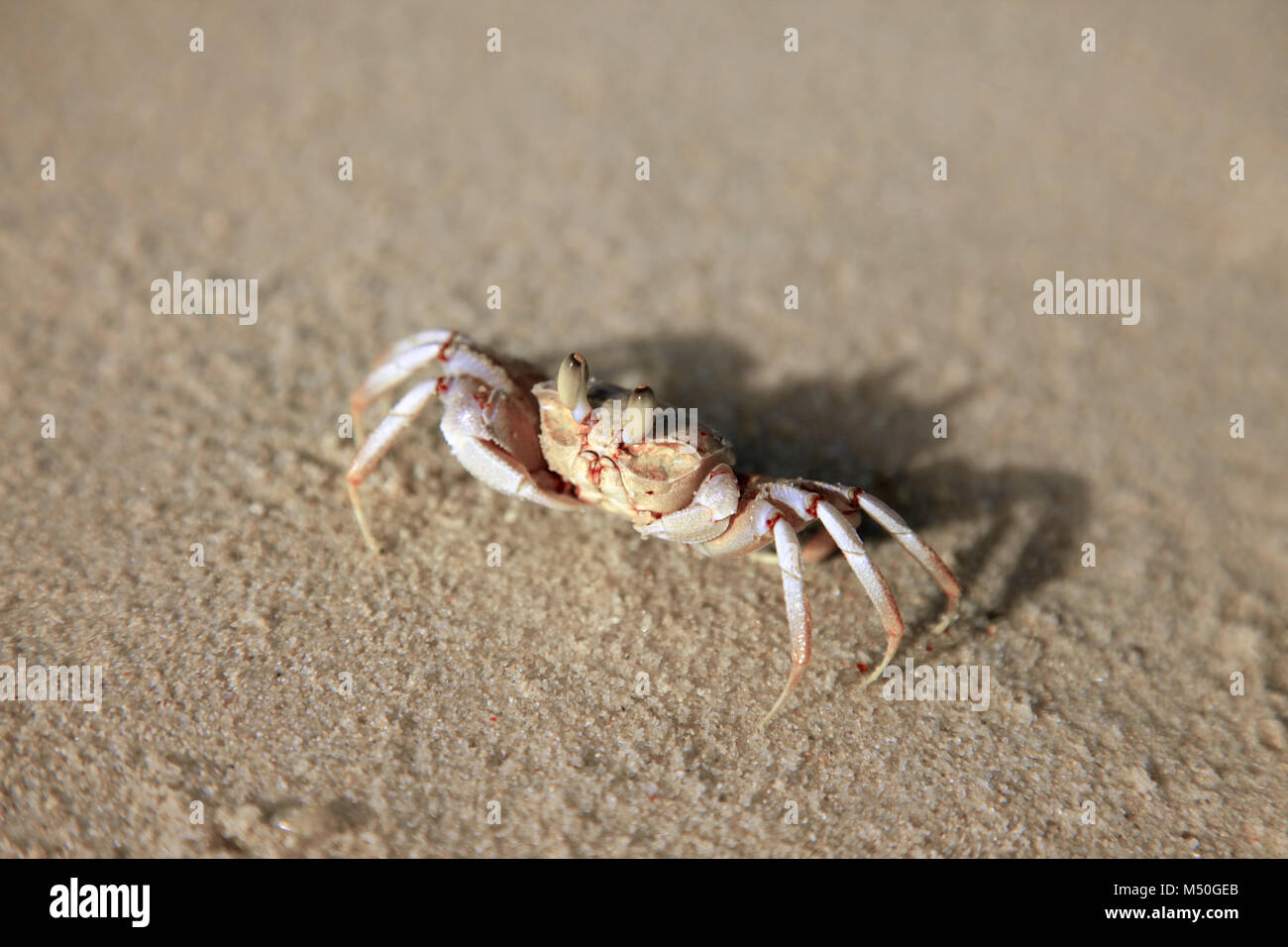 Small crab on the ocean shore Stock Photo - Alamy