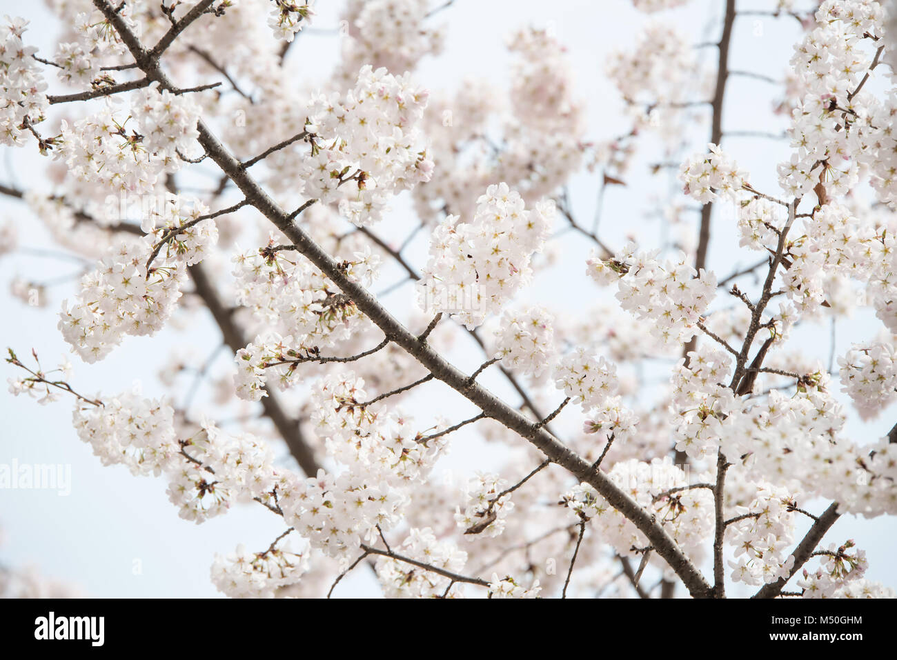 Cherry blossoms in March Stock Photo - Alamy