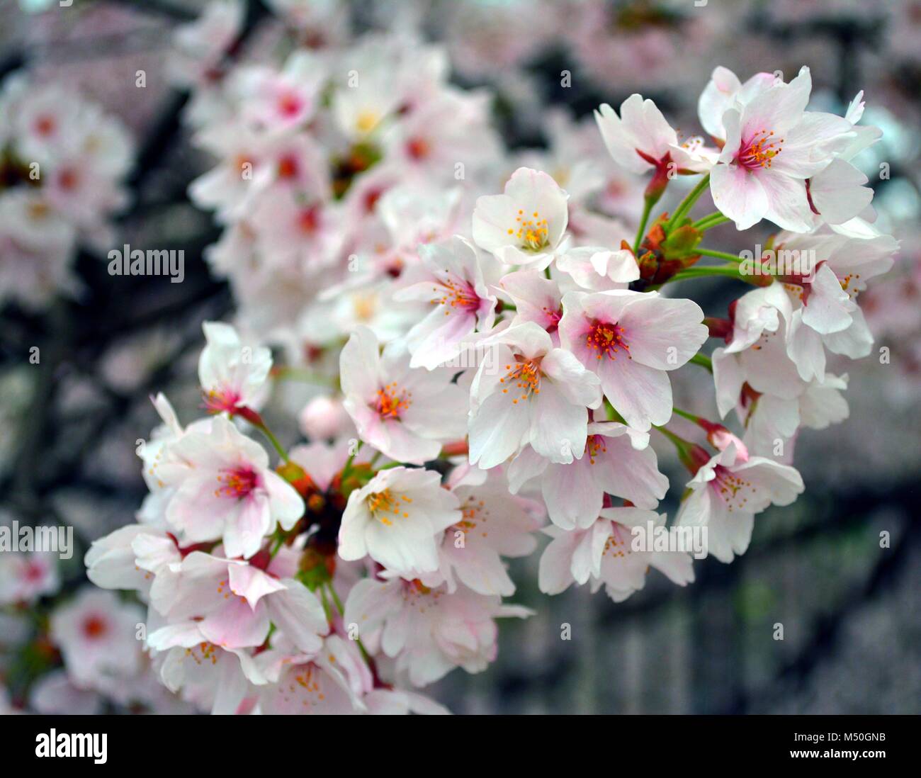 Close up beautiful sakura hi-res stock photography and images - Alamy