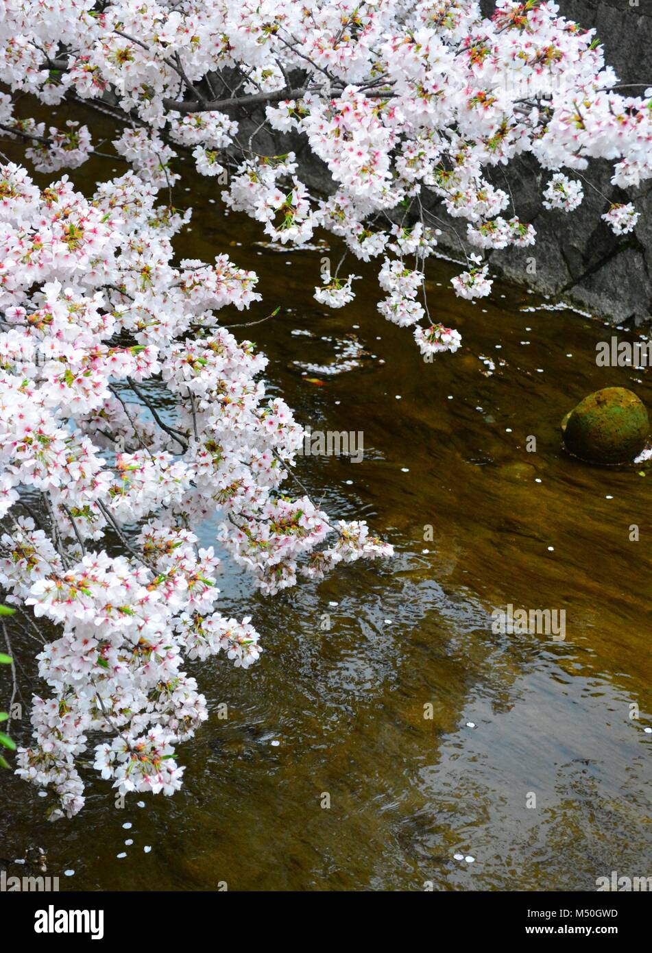 Sakura Flowers / Cherry Blossom beside water pond or lake in Japan ...