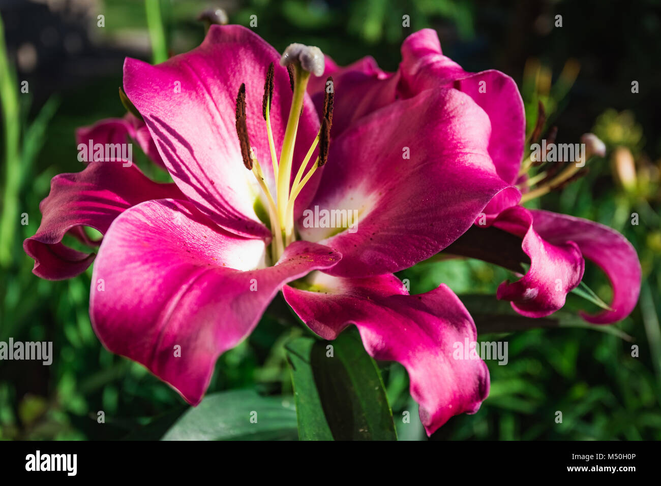 Flowering bush lily Stock Photo - Alamy