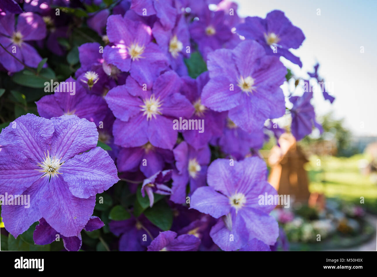 Purple flower creeper hi-res stock photography and images - Alamy