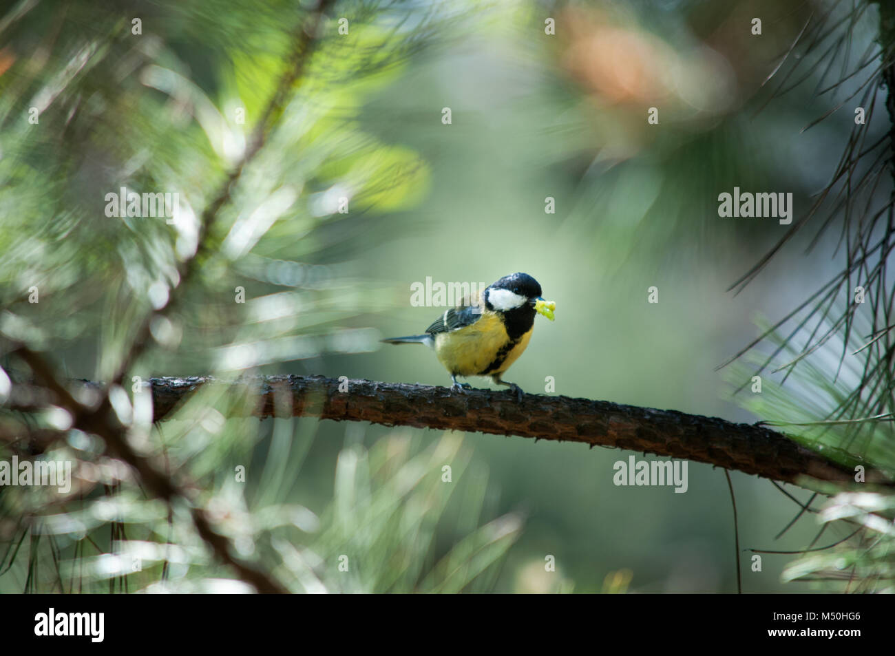 Titmouse with food in its beak Stock Photo - Alamy