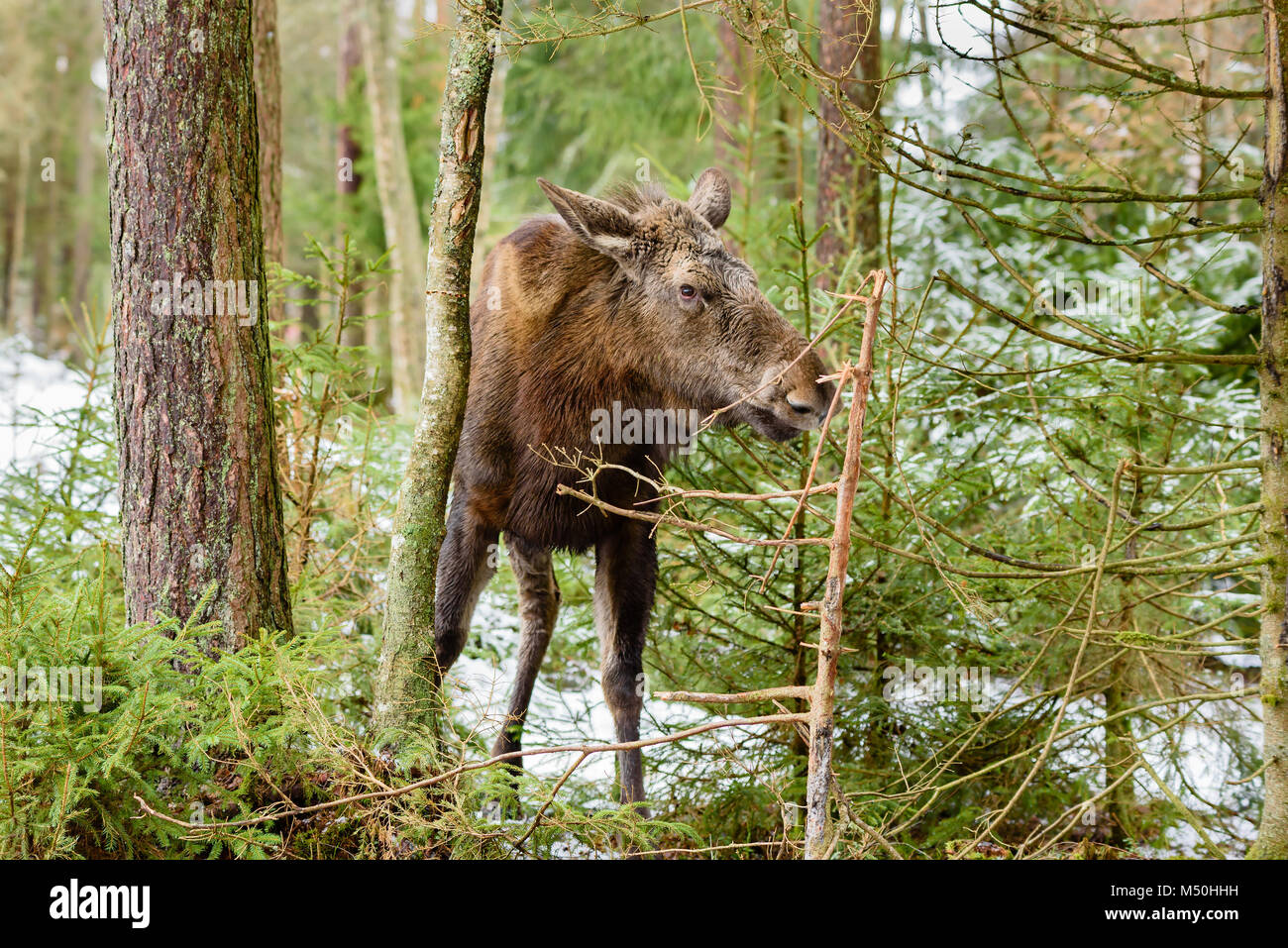 Moose yearling calf hi-res stock photography and images - Alamy