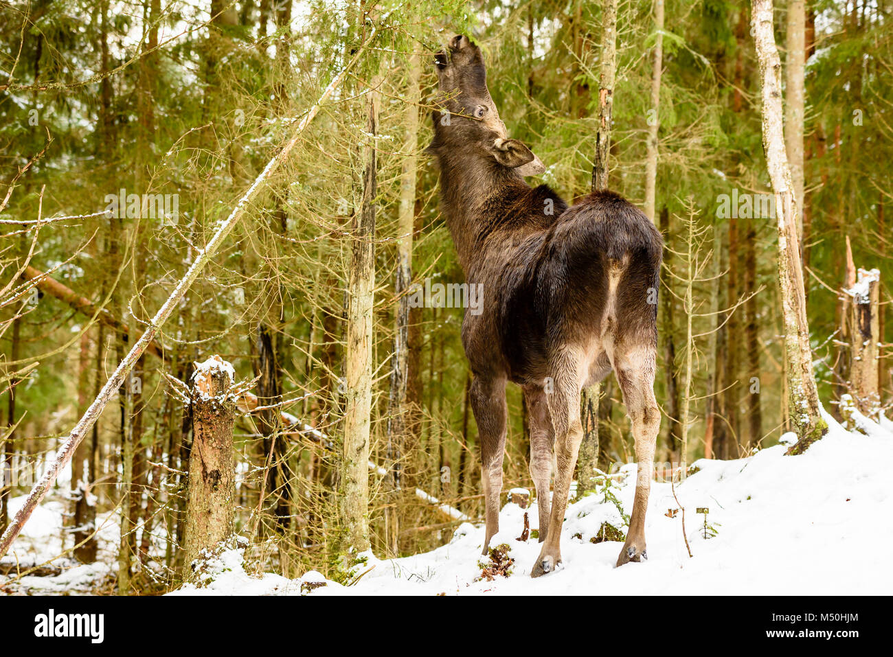 Moose (Alces alces) female stretching high to reach twigs of spruce ...