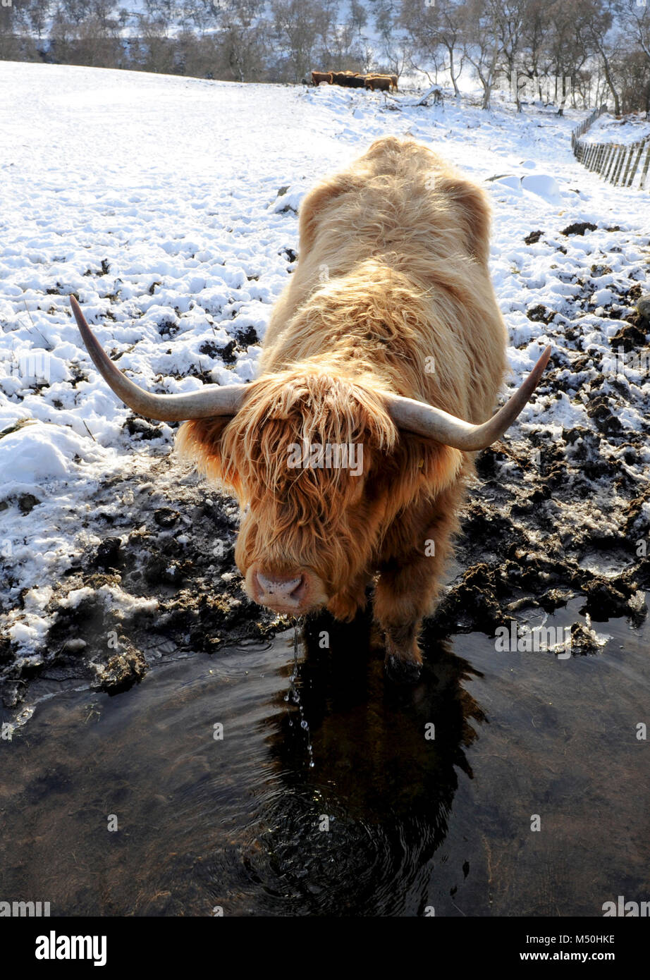 Highland Cow, Glen Esk, Angus Scotland Stock Photo - Alamy