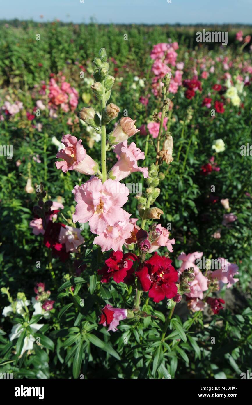Flower field in late summer Stock Photo - Alamy