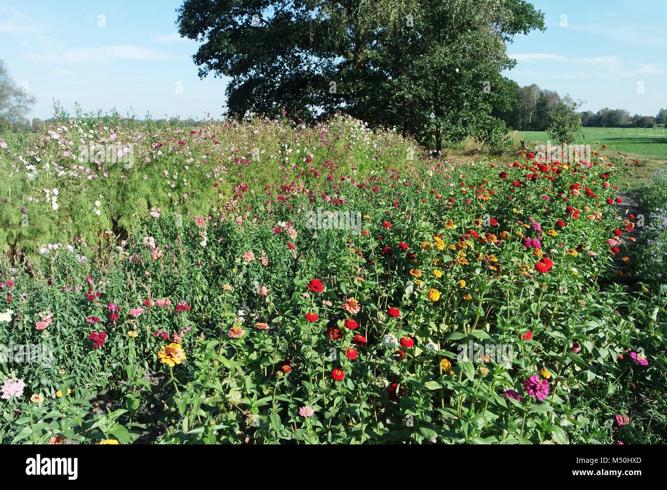 Flower field in late summer Stock Photo - Alamy