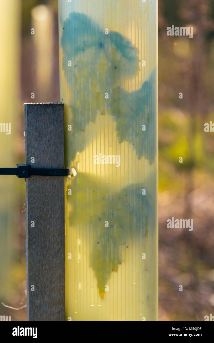 Tree sapling protection hi-res stock photography and images - Alamy