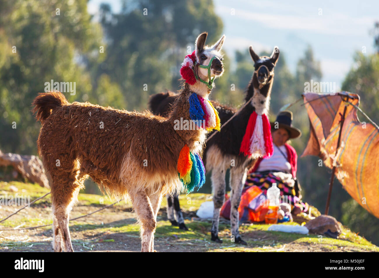 Peru llama hi-res stock photography and images - Alamy