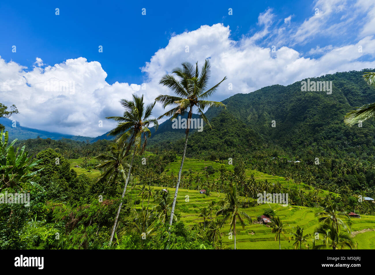 Bali rice fields hi-res stock photography and images - Alamy