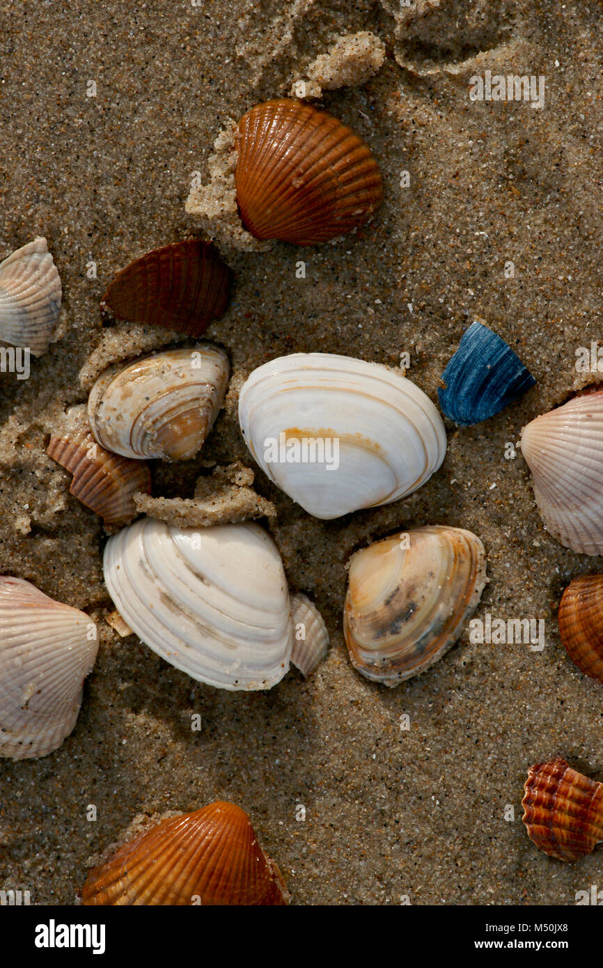 Close-up of different sea shells in different colors lie on a sandy ...