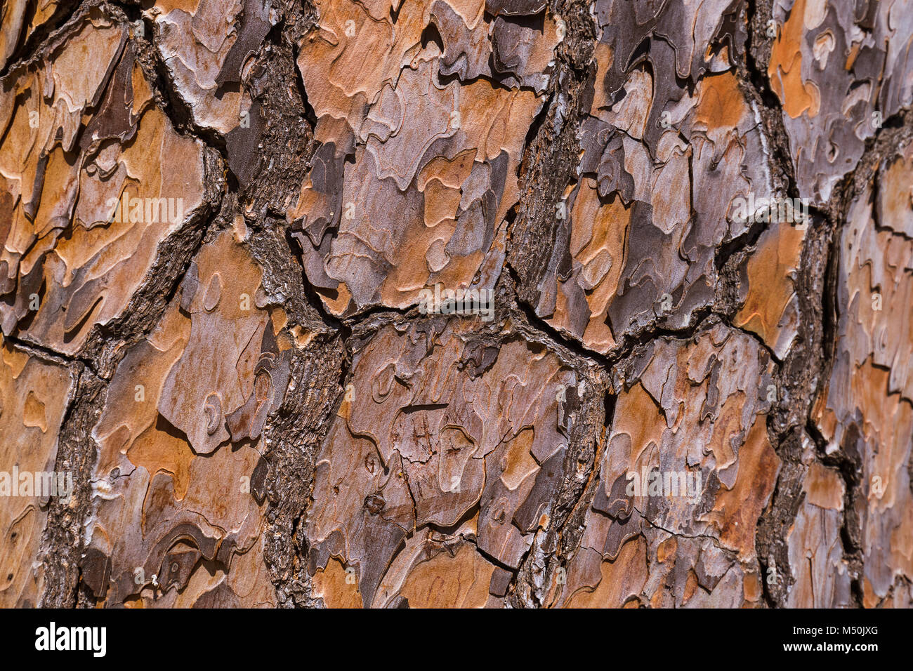 Texture of pine tree bark Stock Photo - Alamy