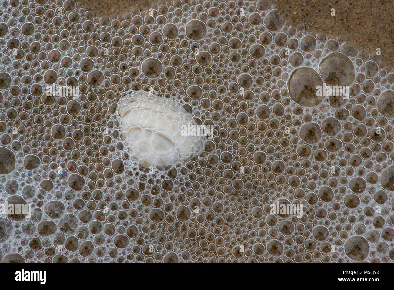 Shell on beach tide background hi-res stock photography and images - Alamy