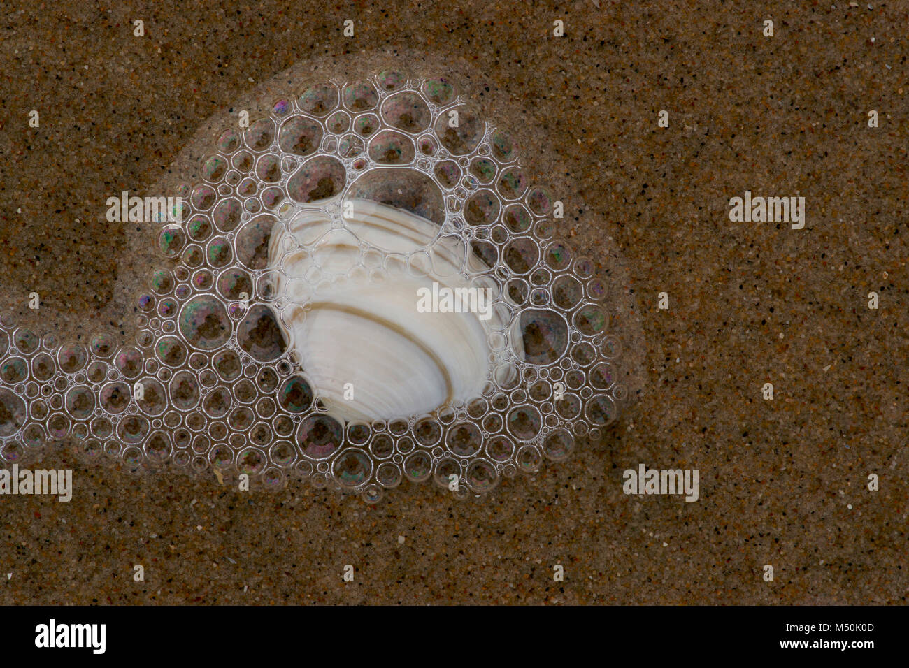 Close-up of a white shell with foam and water bubbles during low tide ...