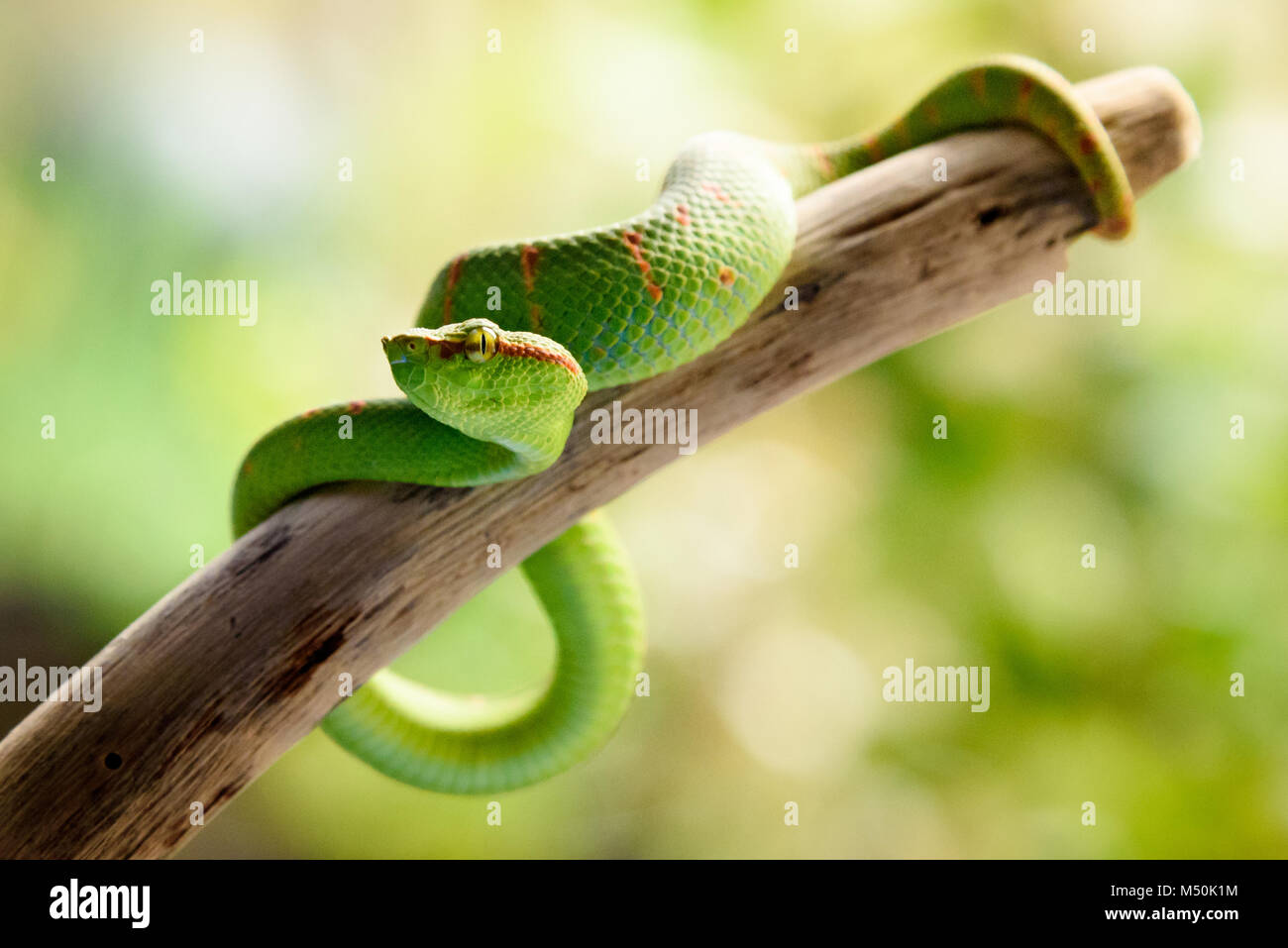 Green viper hi-res stock photography and images - Alamy