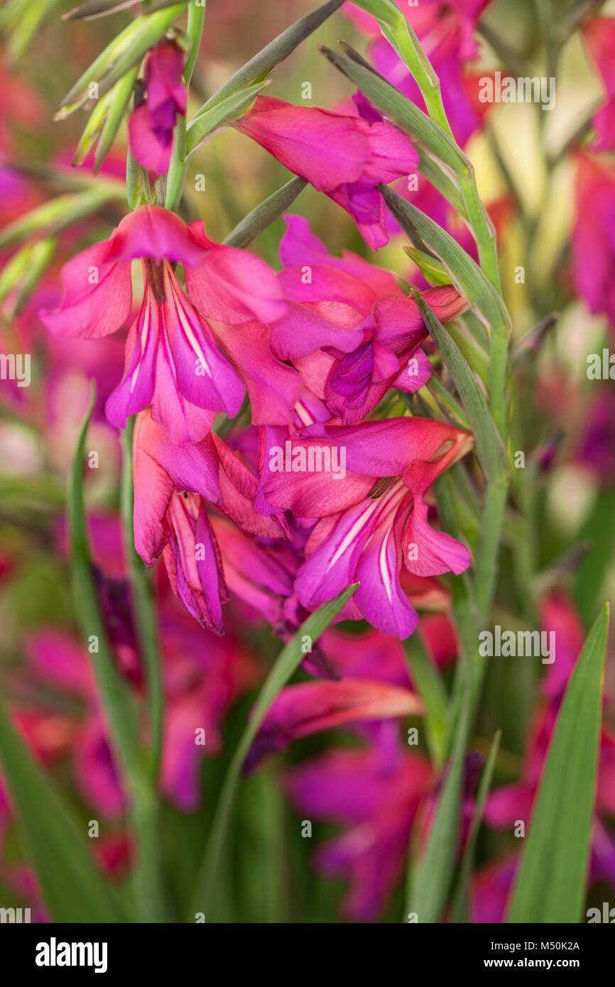 A clump of brightly coloured Gladiolus Byzantinus (Communis) growing in ...