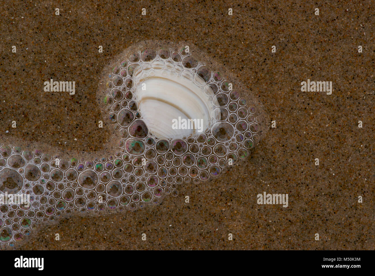 Close-up of a white shell with foam and water bubbles during low tide ...