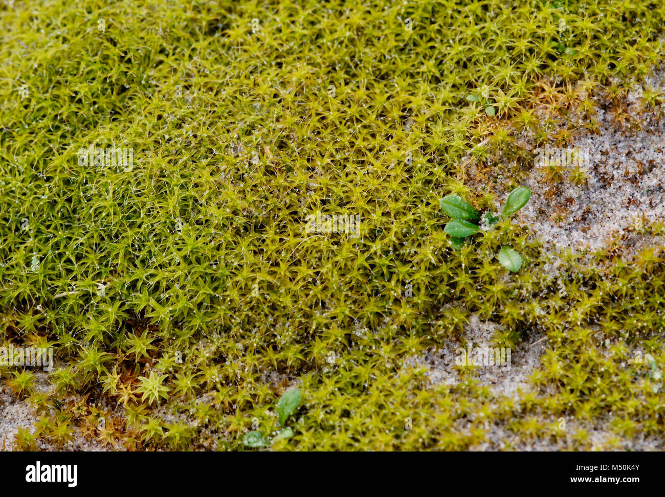 Moss plants hi-res stock photography and images - Alamy