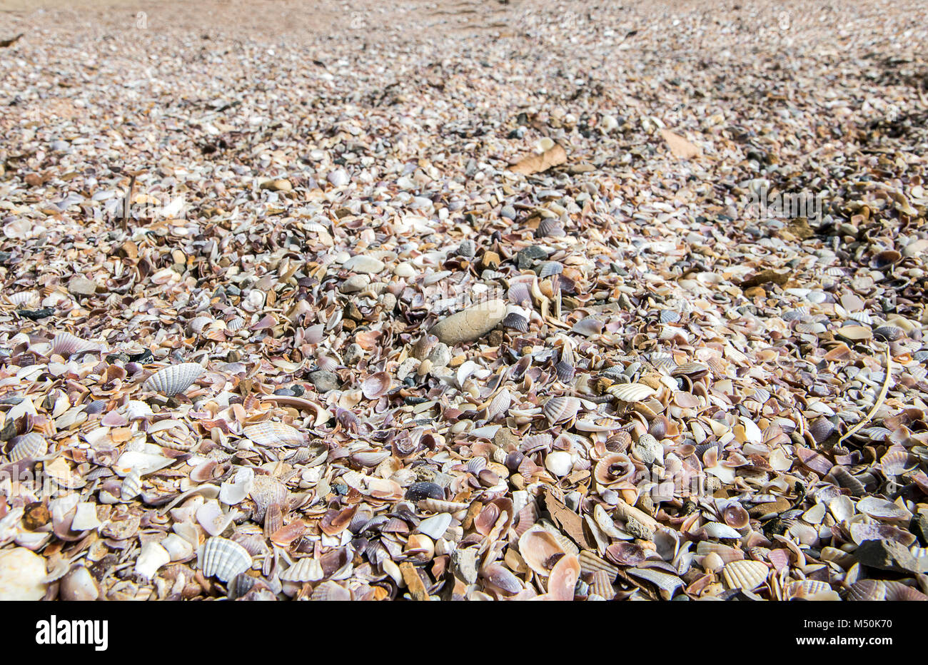 Sea clam shells close hi-res stock photography and images - Alamy