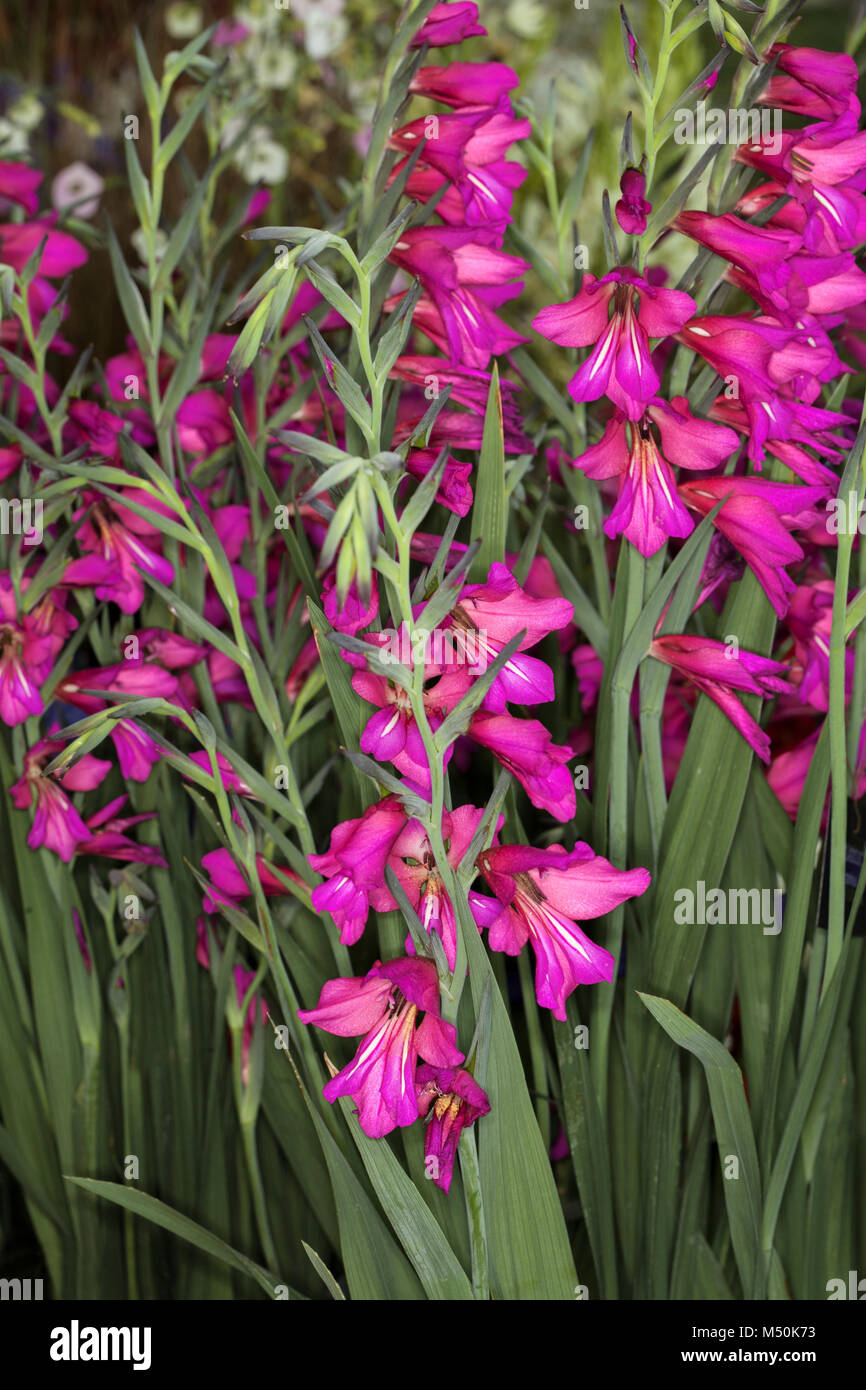 A clump of brightly coloured Gladiolus Byzantinus (Communis) growing in ...