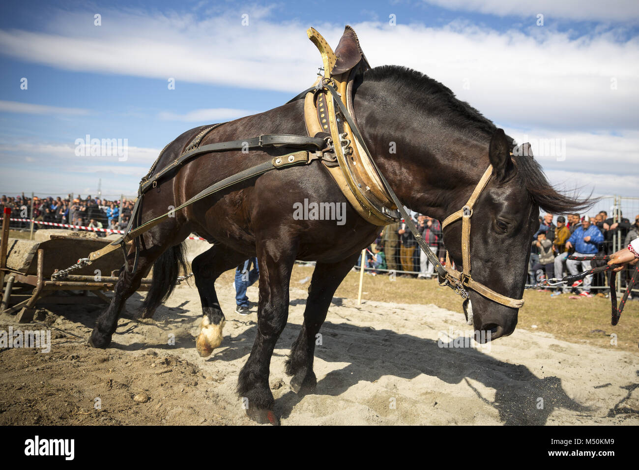 Horse heavy pull tournament Stock Photo - Alamy
