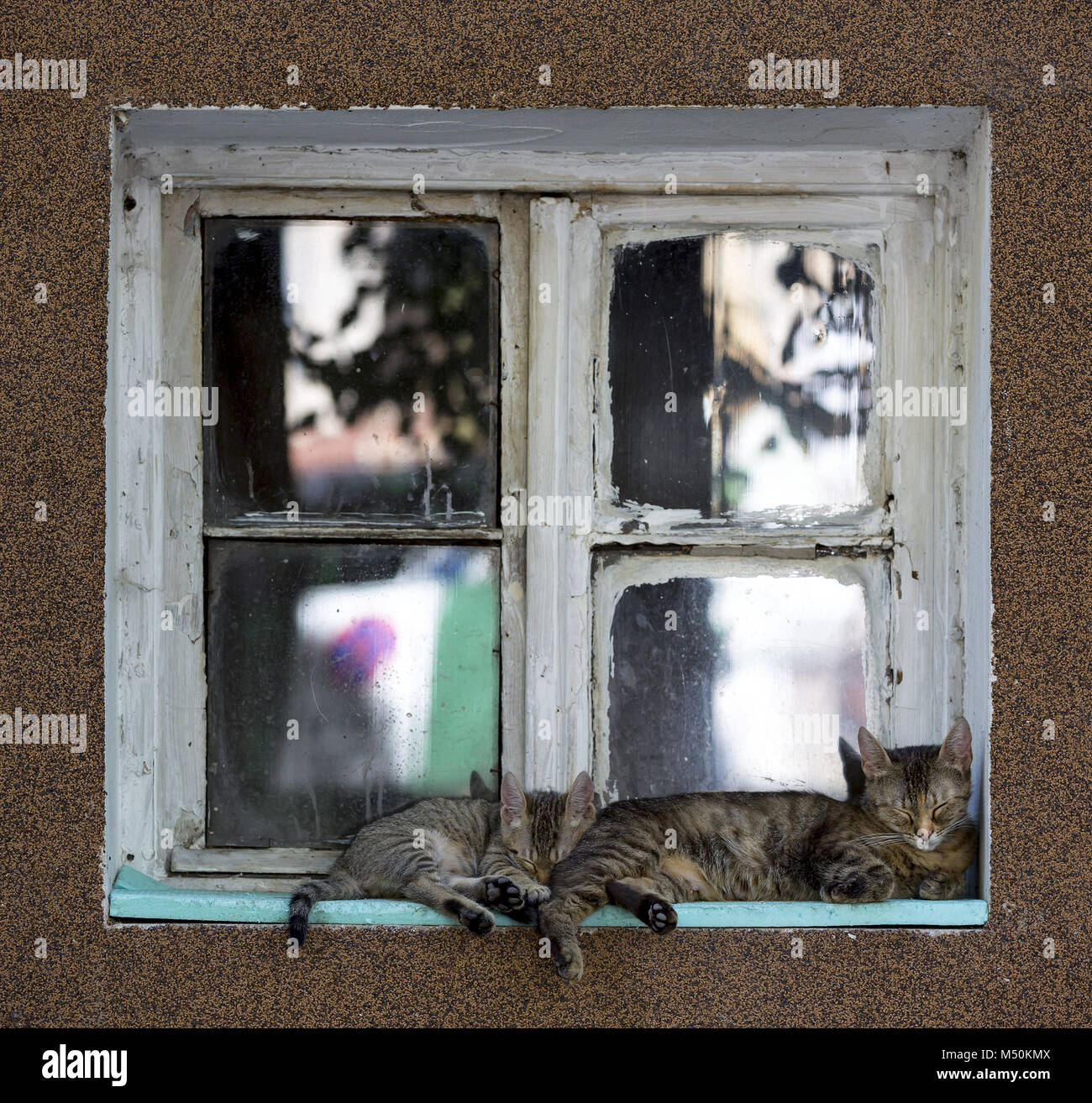 Two cats sleeping on the window Stock Photo - Alamy