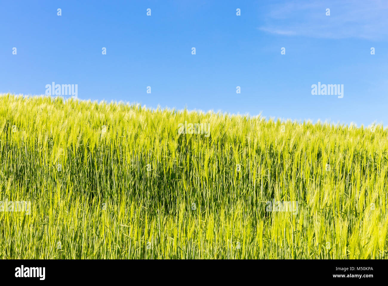 Wheat crops growing field sky cereal plant hi-res stock photography and ...