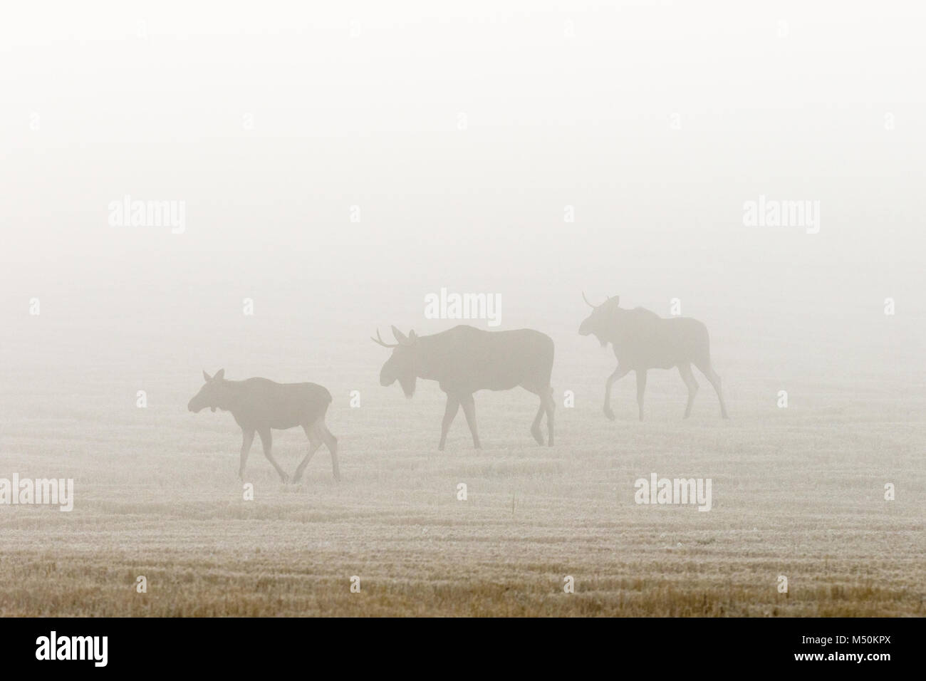 Bull and calf moose hi-res stock photography and images - Alamy
