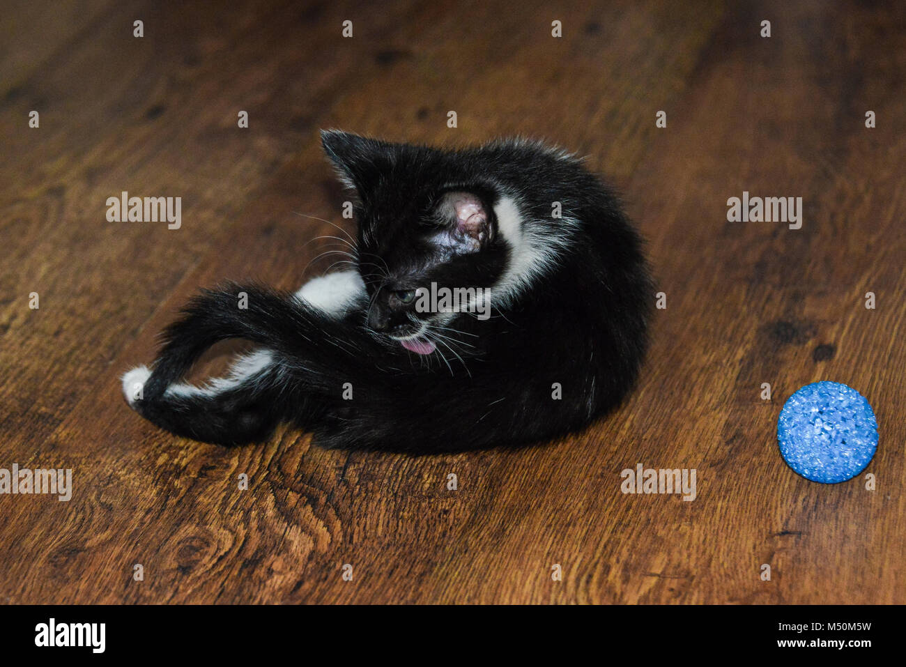 A black and white kitten cleaning itself Stock Photo - Alamy