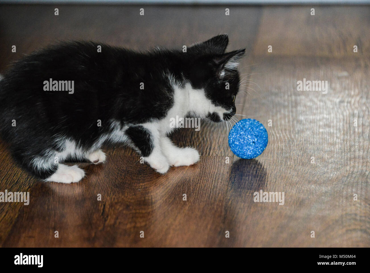 A black and white kitten playing with a blue ball Stock Photo - Alamy