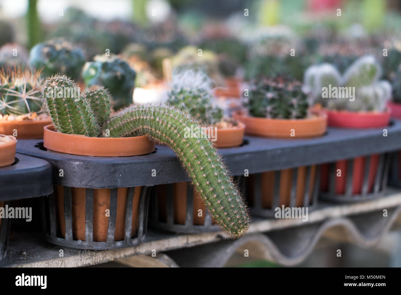 Cacti in pots hi-res stock photography and images - Alamy