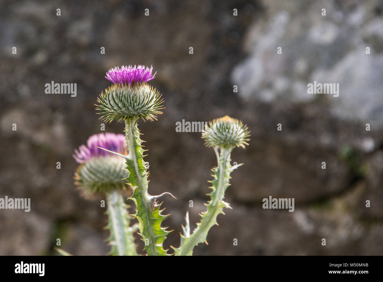 Purple Prickles High Resolution Stock Photography and Images - Alamy