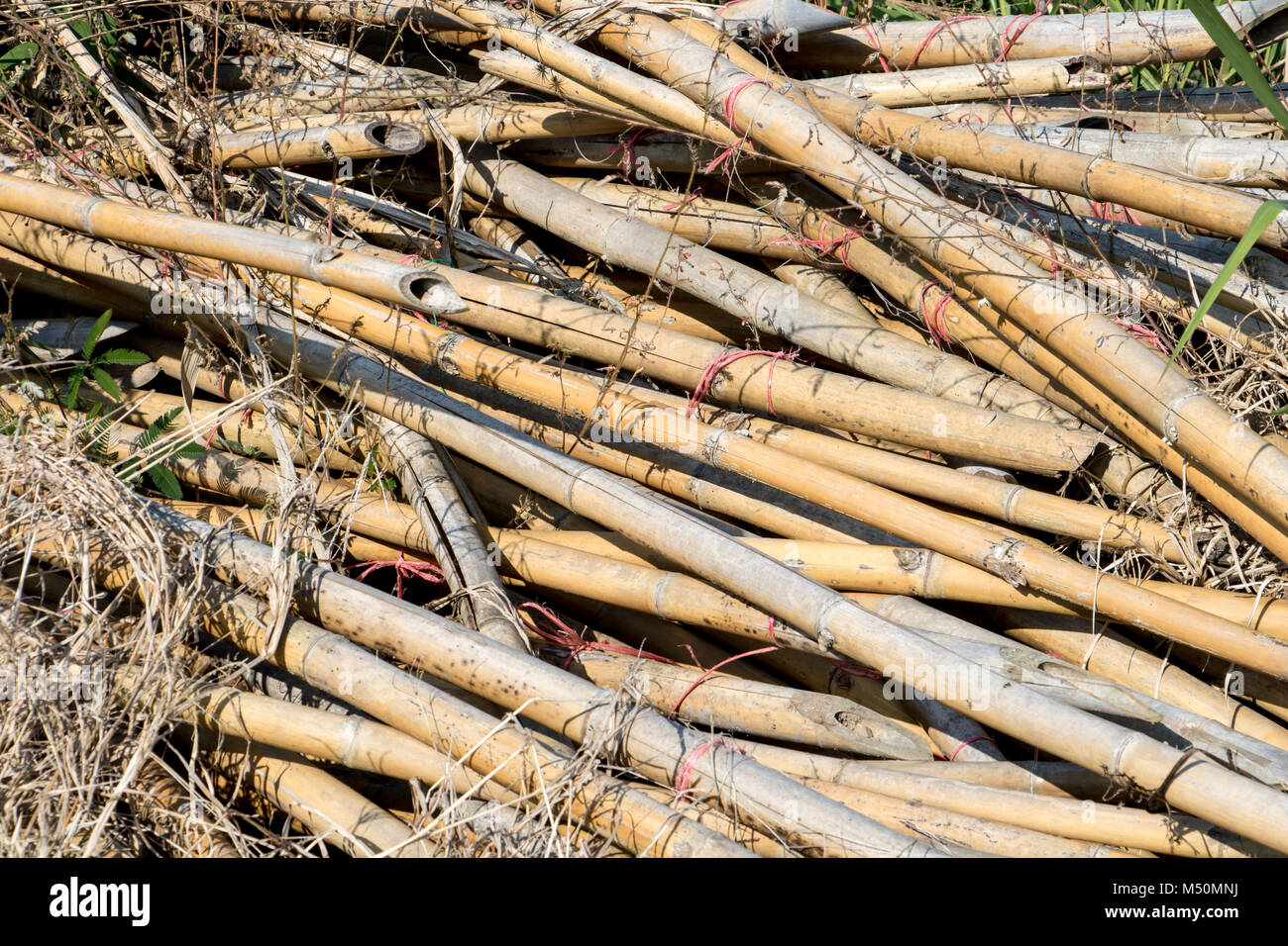 A stack of bamboo sticks on a farm. Natural material - bamboo ready for ...