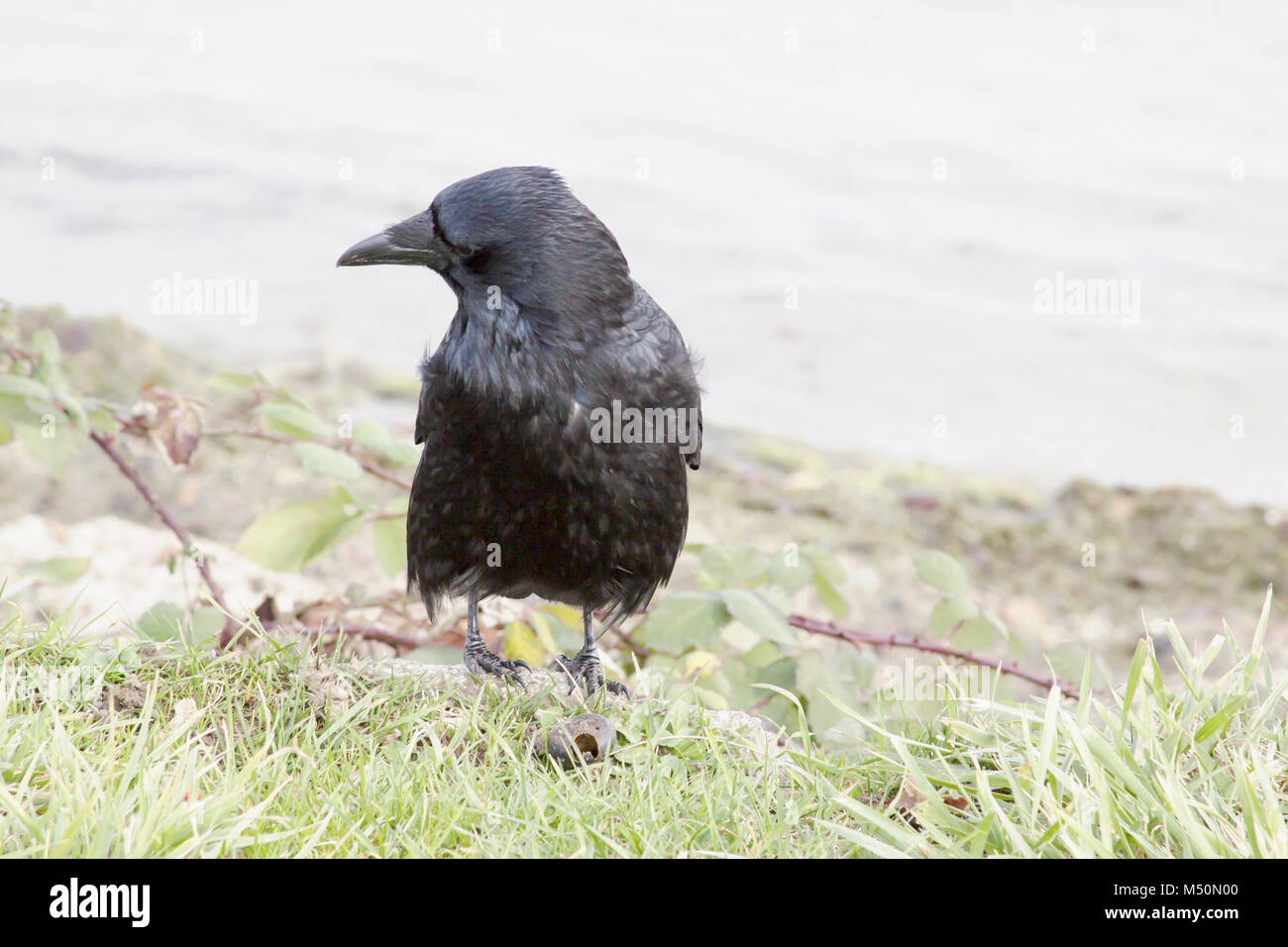 Carrion Crow Corvus corone corone Stock Photo - Alamy