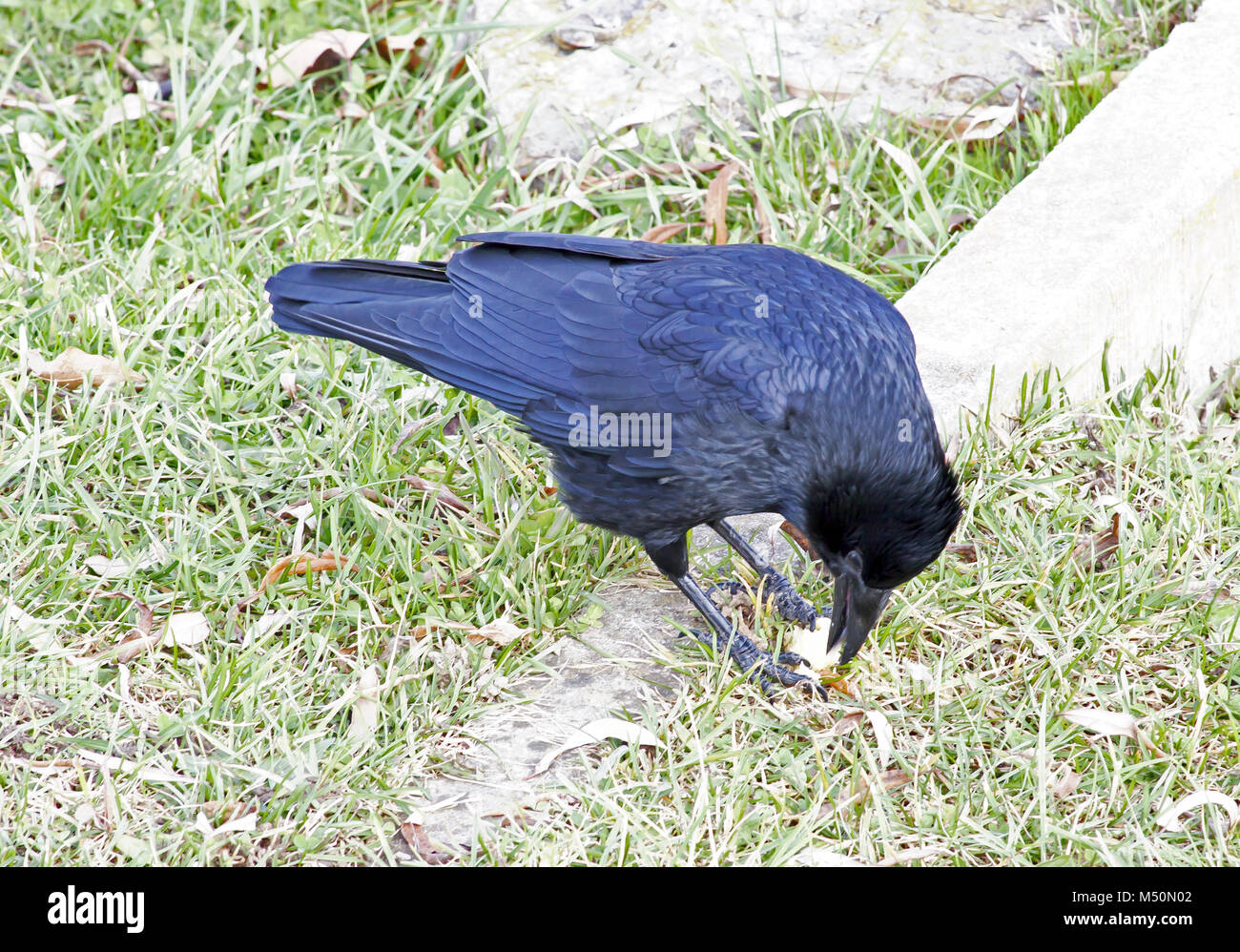 Carrion Crow Corvus corone corone Stock Photo - Alamy