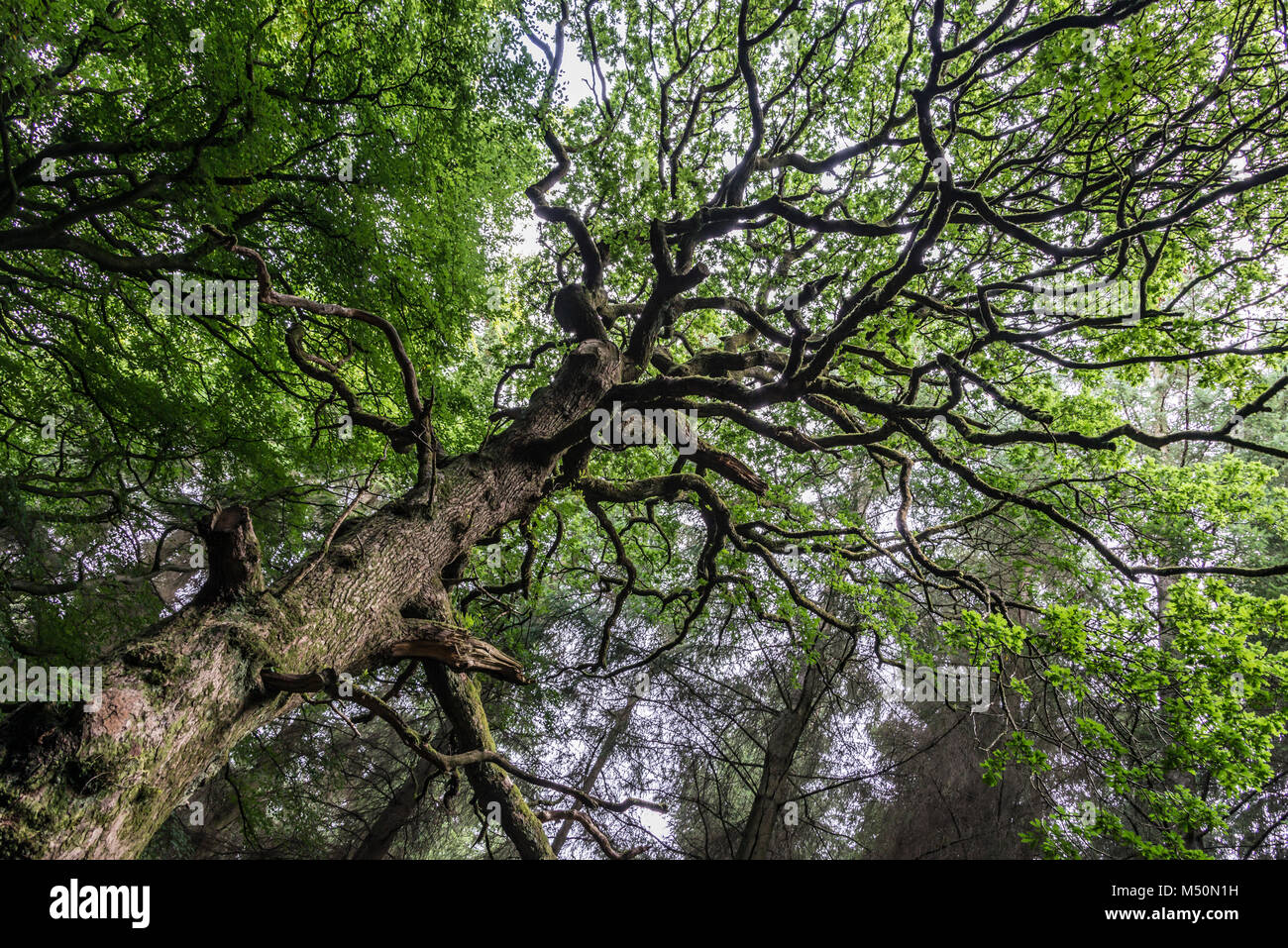 Looking up at the branches over head of a tree in the middle of a wood ...